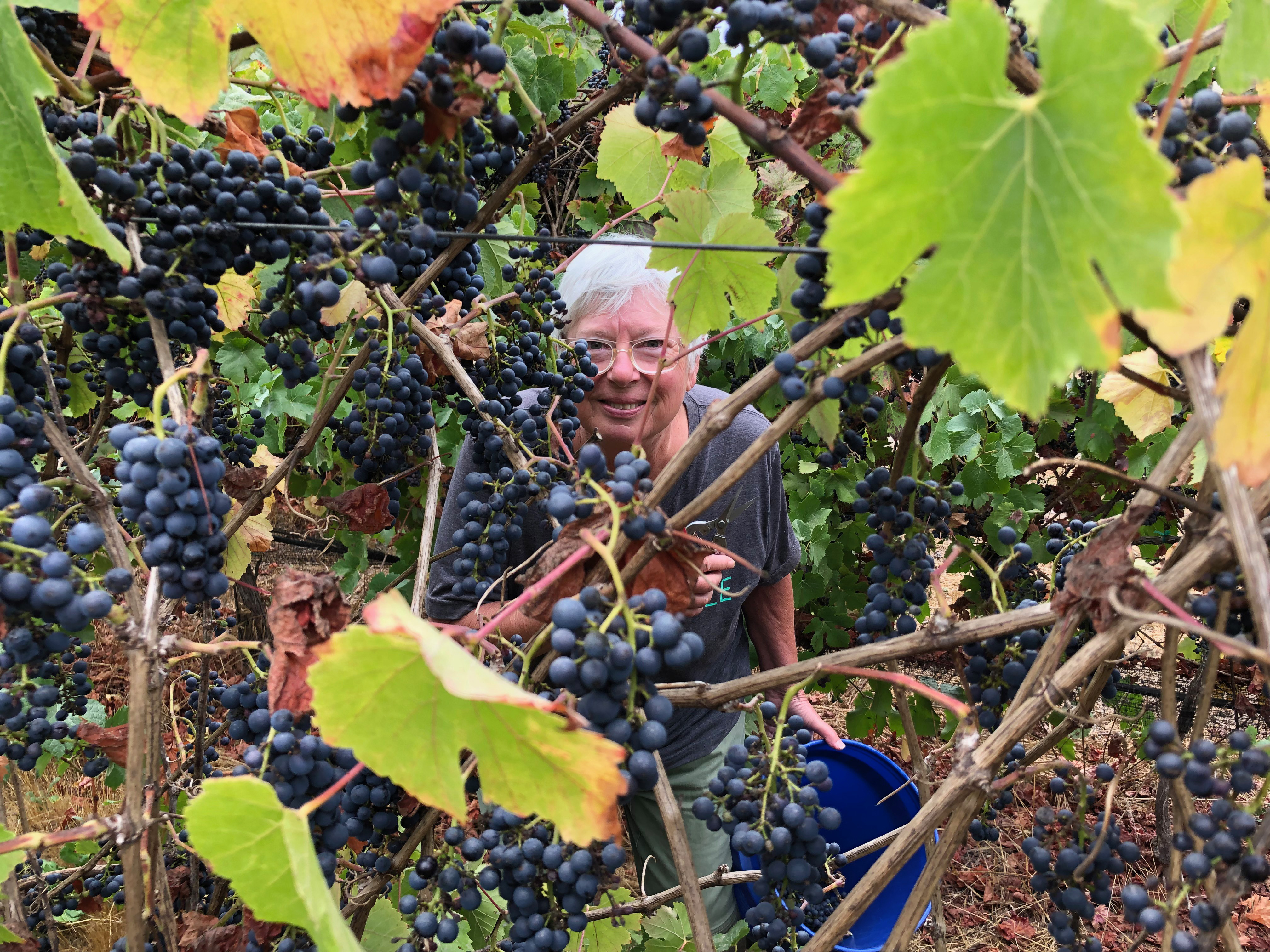 The Wild King Vineyard’s Natural Wisdom - The Santa Barbara Independent