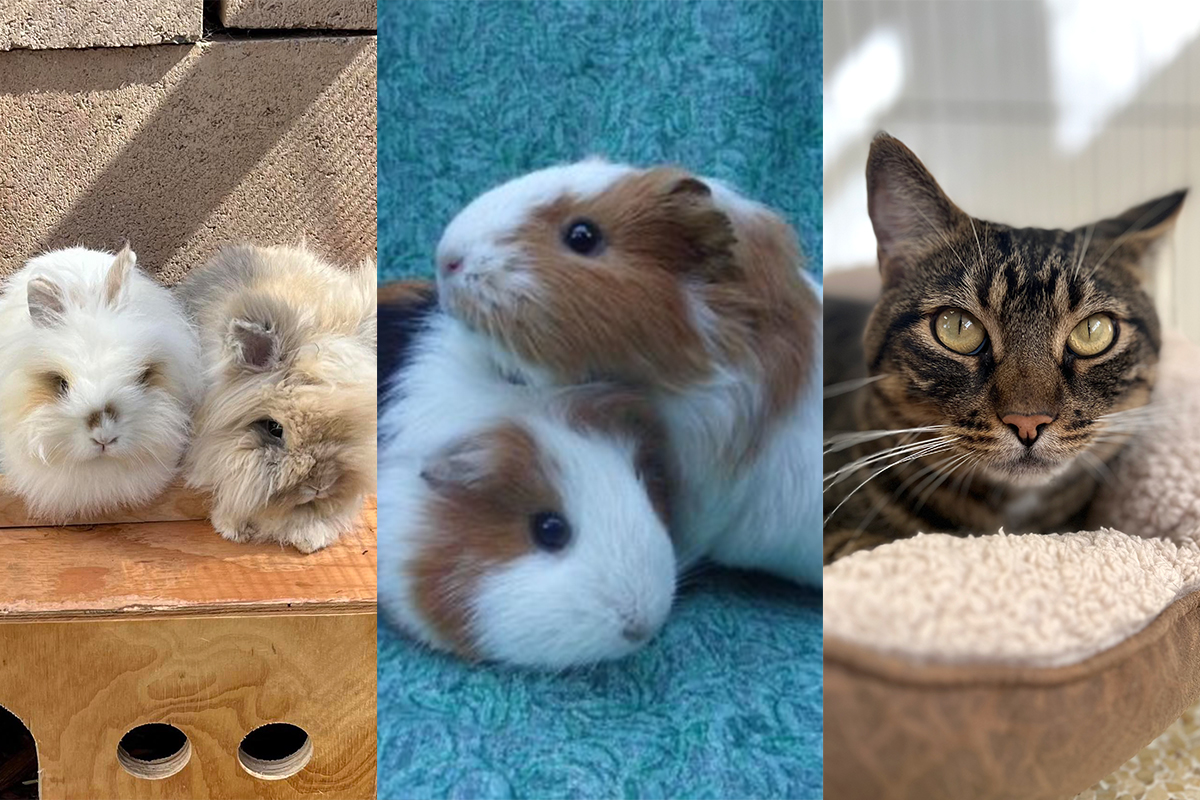 CJ Ward & Beth Farnsworth, Buttercup & Smores and Figuero - The Santa ...