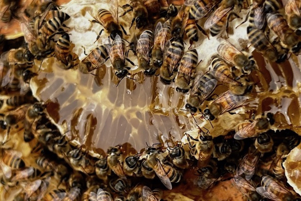A Win for the Bees — and People, Food, and Water, Too - The Santa ...