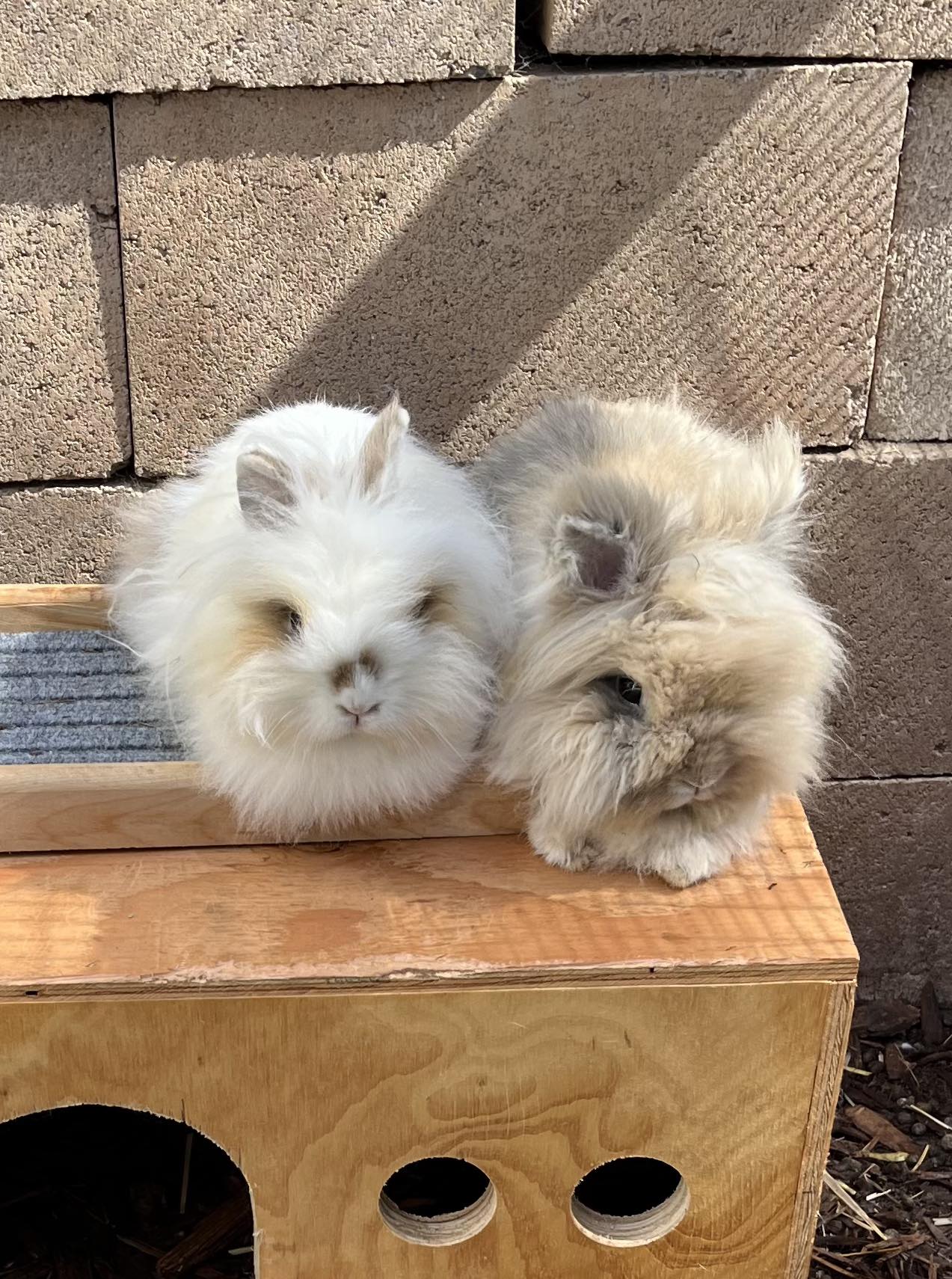 CJ Ward & Beth Farnsworth, Buttercup & Smores and Figuero - The Santa ...