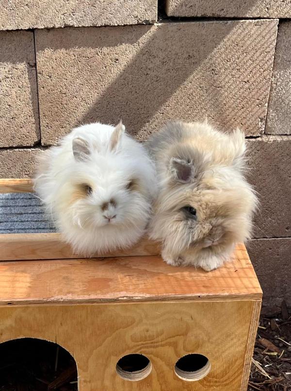 CJ Ward & Beth Farnsworth, Buttercup & Smores and Figuero - The Santa ...