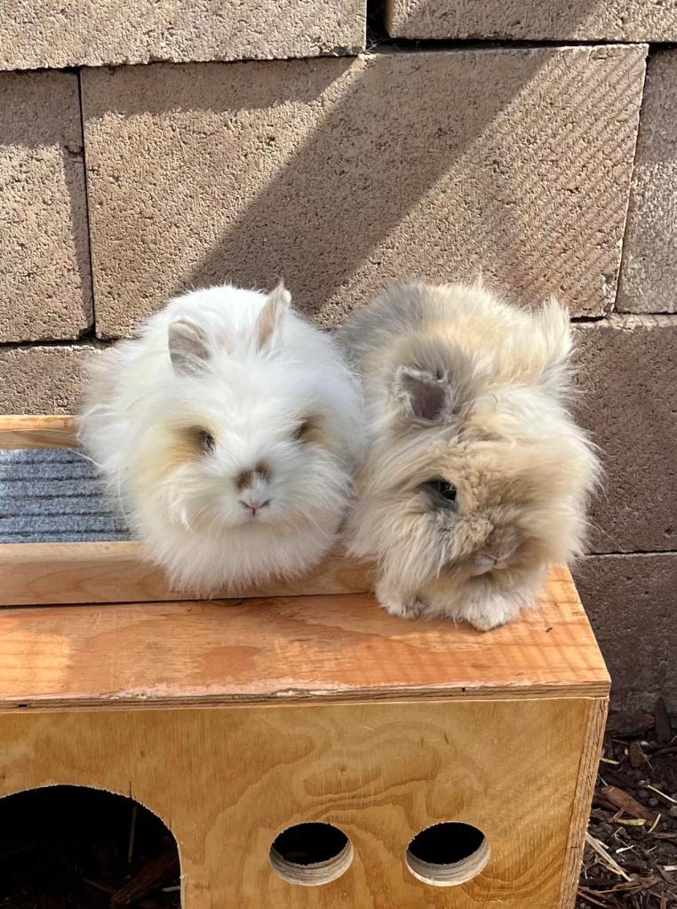 CJ Ward & Beth Farnsworth, Buttercup & Smores and Figuero - The Santa ...