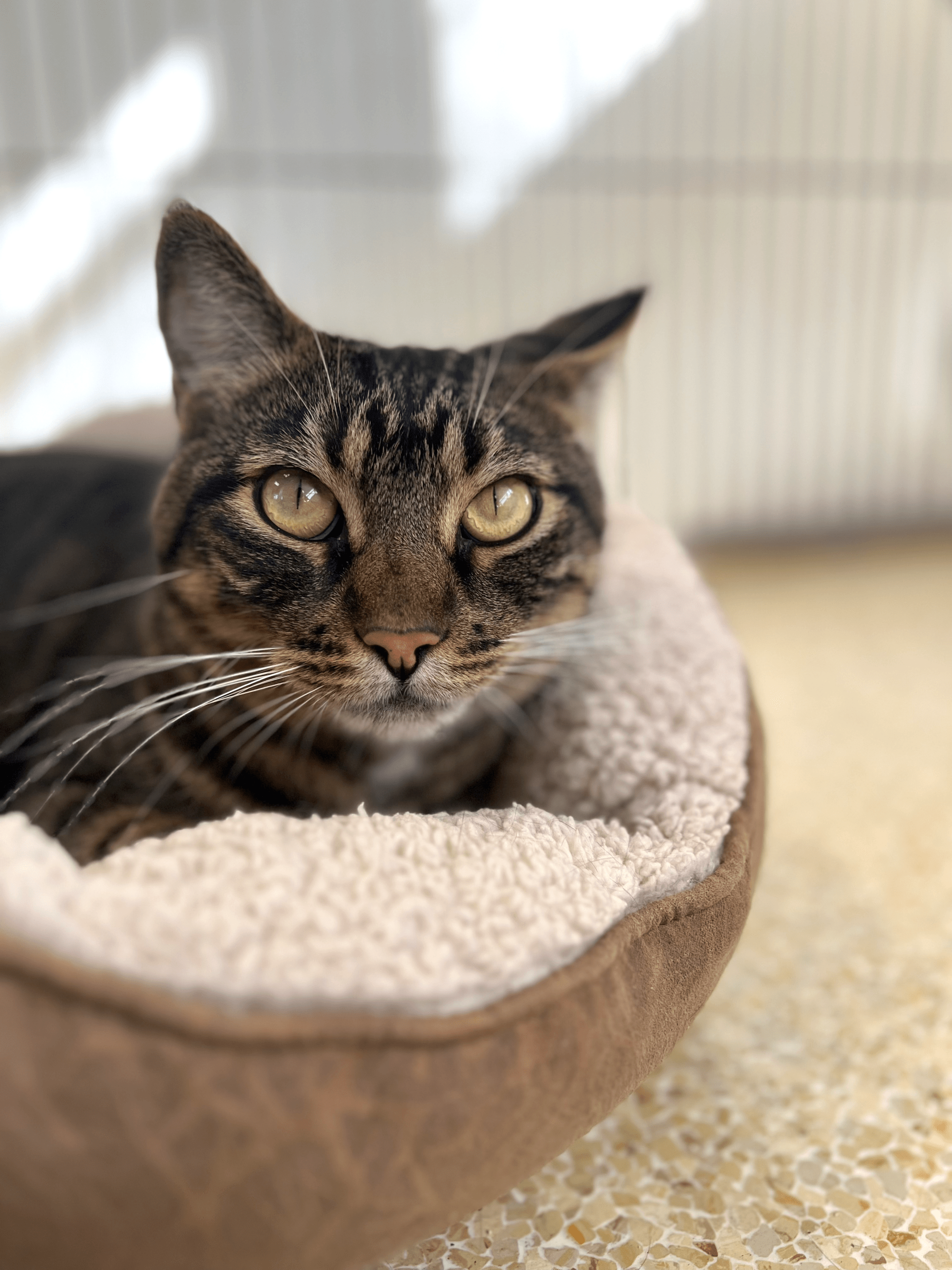 CJ Ward & Beth Farnsworth, Buttercup & Smores and Figuero - The Santa ...