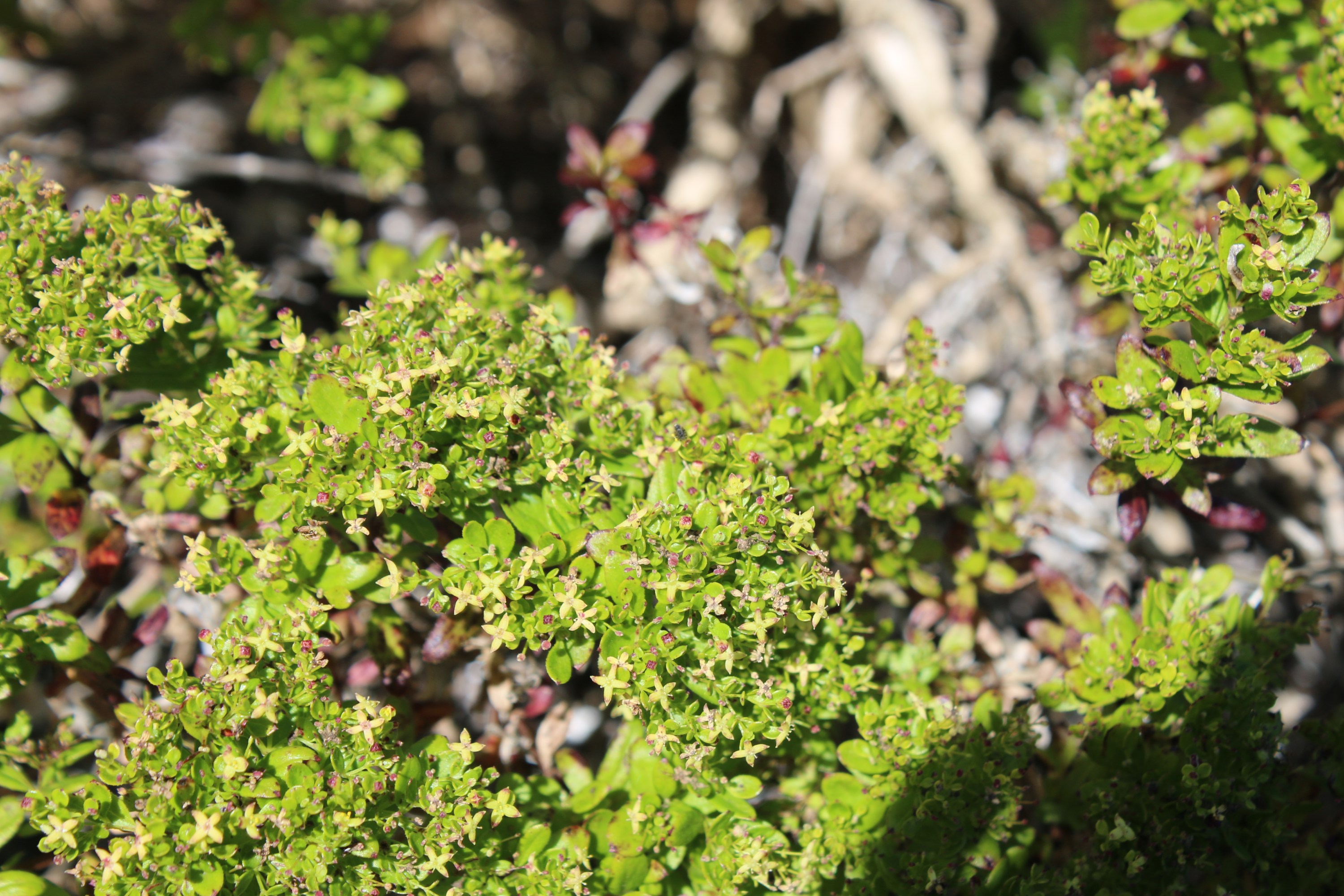 Channel Islands Flora Revival - The Santa Barbara Independent