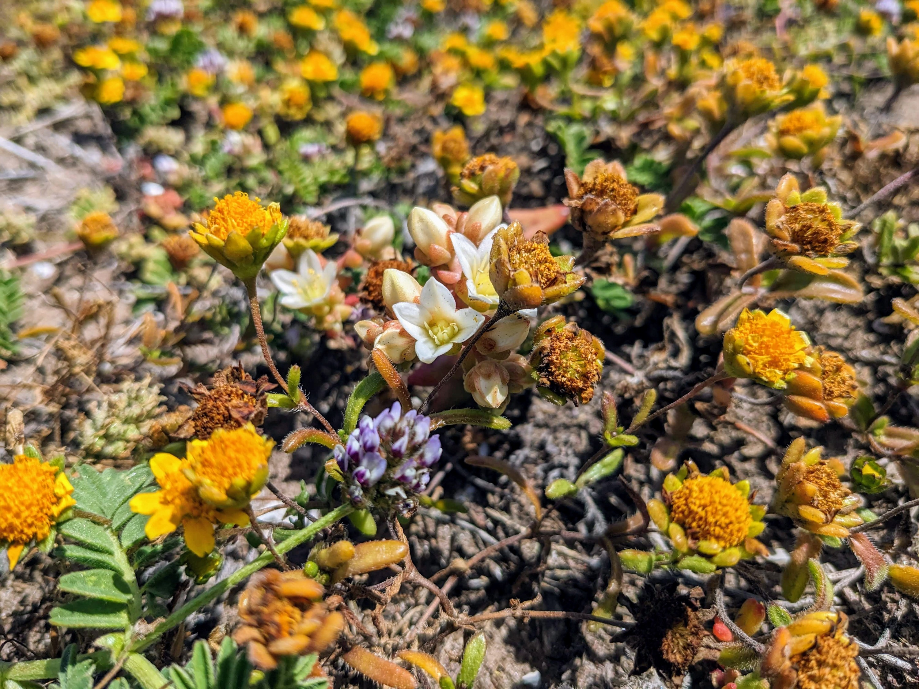Channel Islands Flora Revival - The Santa Barbara Independent