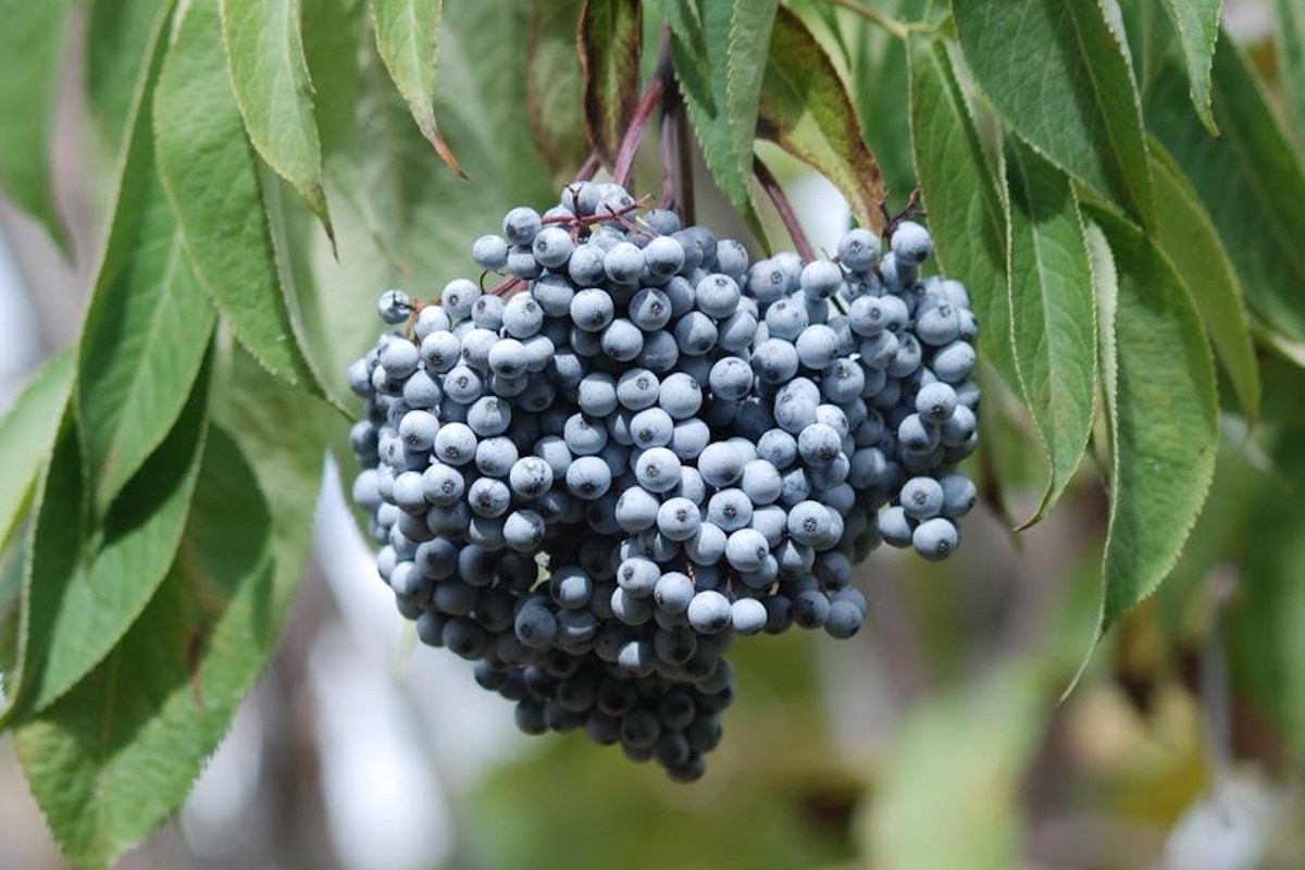 Cracking The Elderberry Code The Santa Barbara Independent 0204