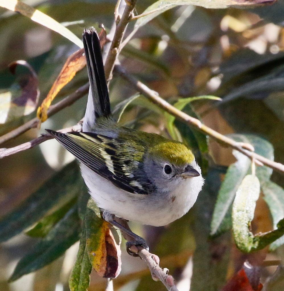 Is Santa Barbara’s Bird Population Dwindling? - The Santa Barbara ...