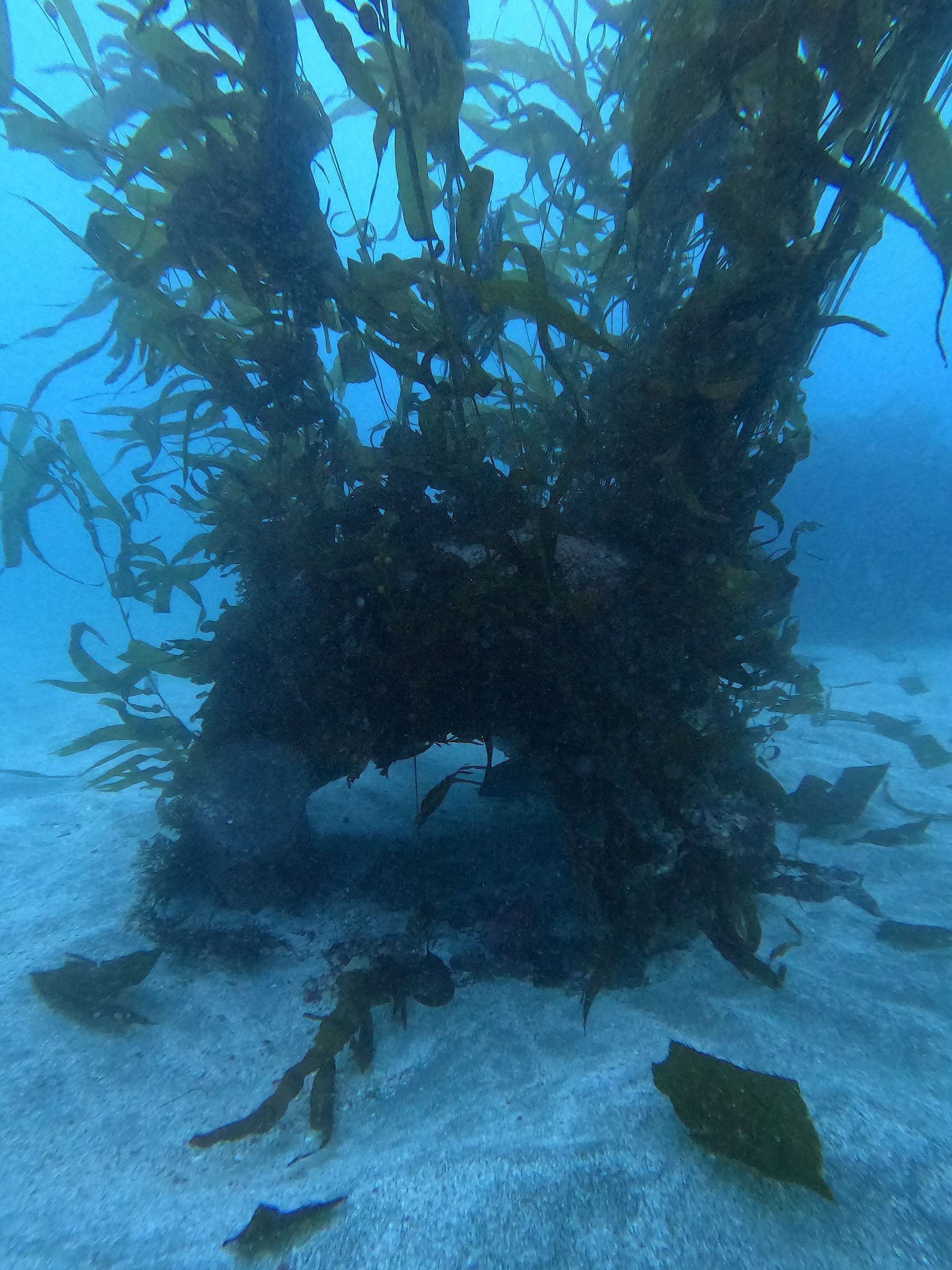SBMM Maritime Distinguished Speaker Series Spotlights Kelp and Coral ...