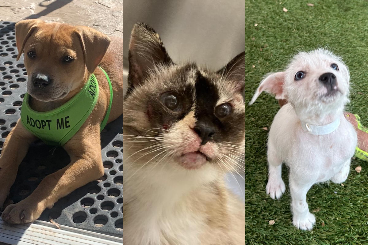 Rizzo, Malia and Calimese - The Santa Barbara Independent