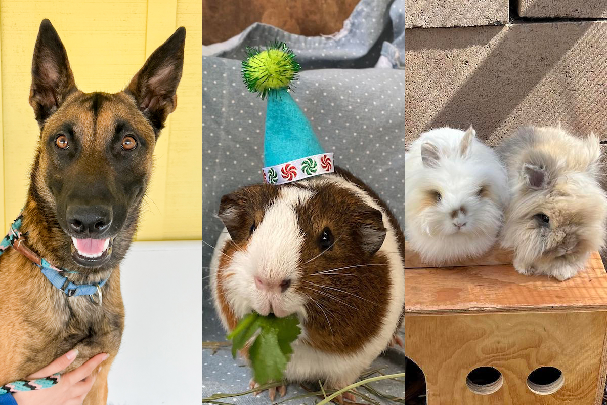 Terry, Darwin, Joe B. & Scott - The Santa Barbara Independent