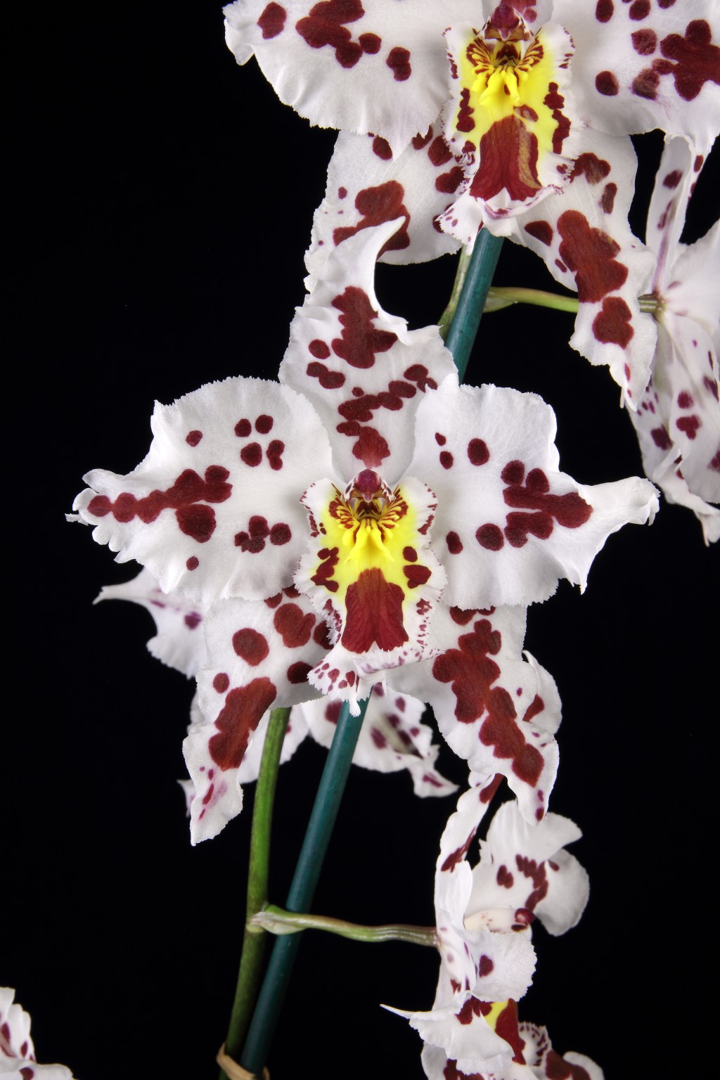 Santa Barbara International Orchid Show Blooms Again March 8-10 - The ...