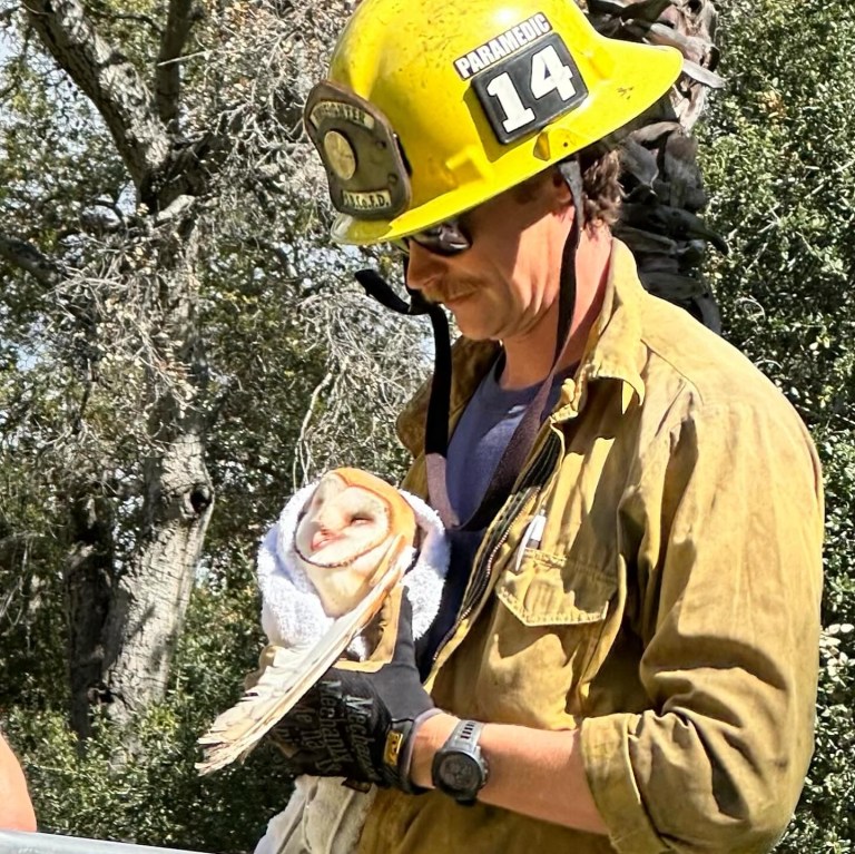 Tangled Barn Owl Rescued from Atop a 50-Foot Palm - The Santa Barbara ...