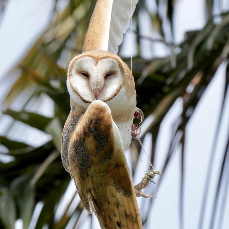 Tangled Barn Owl Rescued from Atop a 50-Foot Palm - The Santa Barbara ...