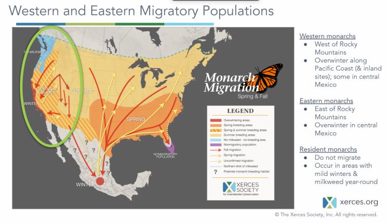 Western Monarch Count Sees Drop in California’s Butterfly Population ...