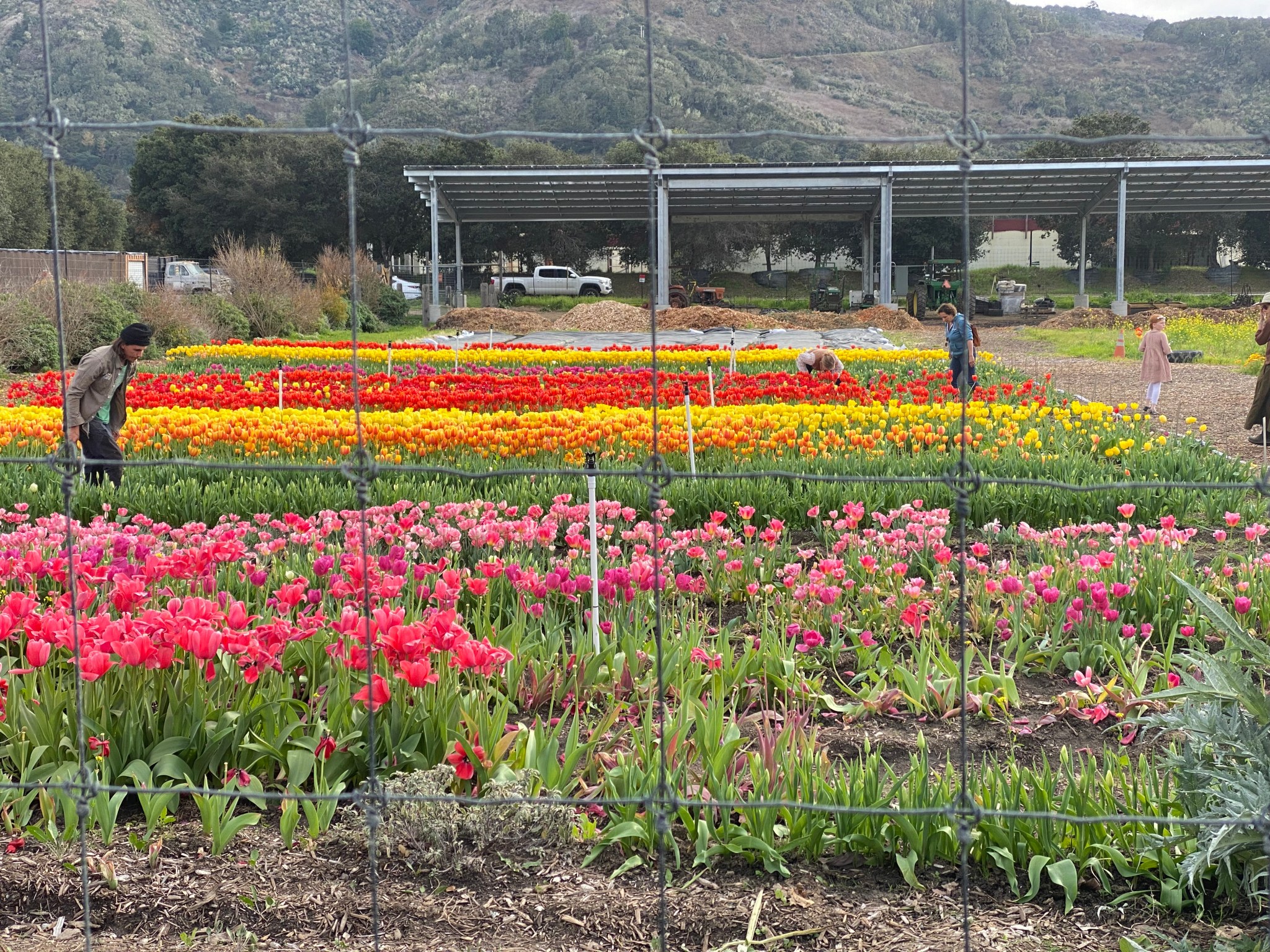 A Close Escape down in the Carmel Valley - The Santa Barbara Independent