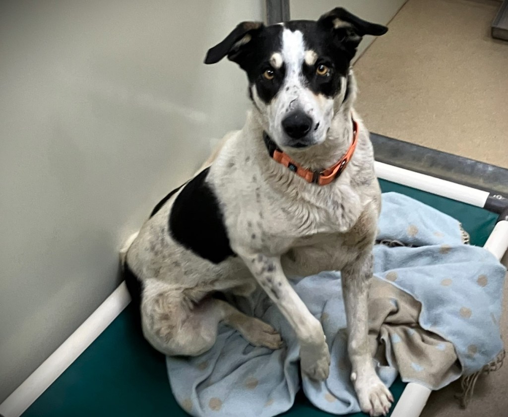 SBCAS Animal Shelter Gets An Upgrade - The Santa Barbara Independent