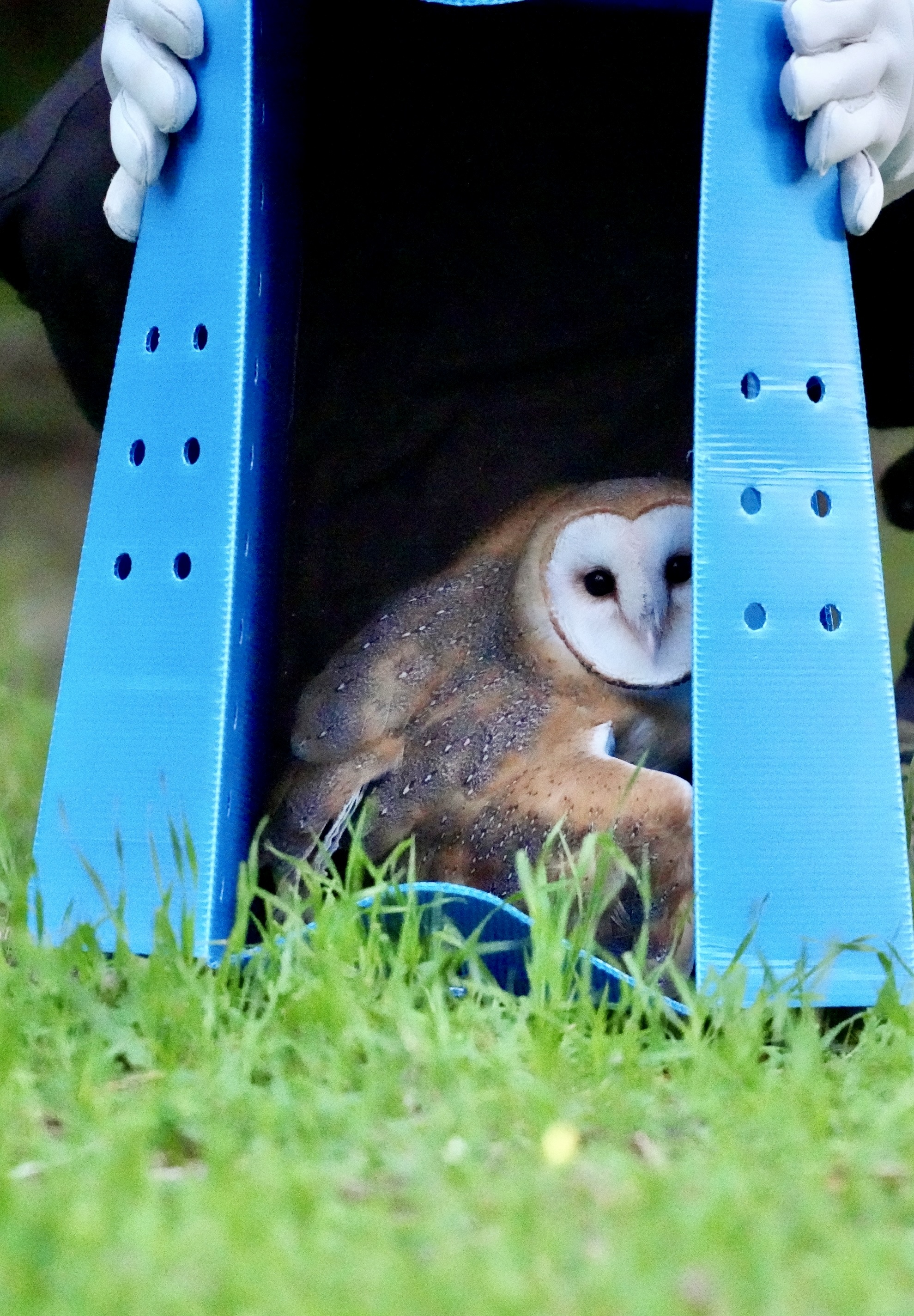 Owl's Well That Ends Well: Rescued Barn Owl Returned to Wilds of Goleta ...
