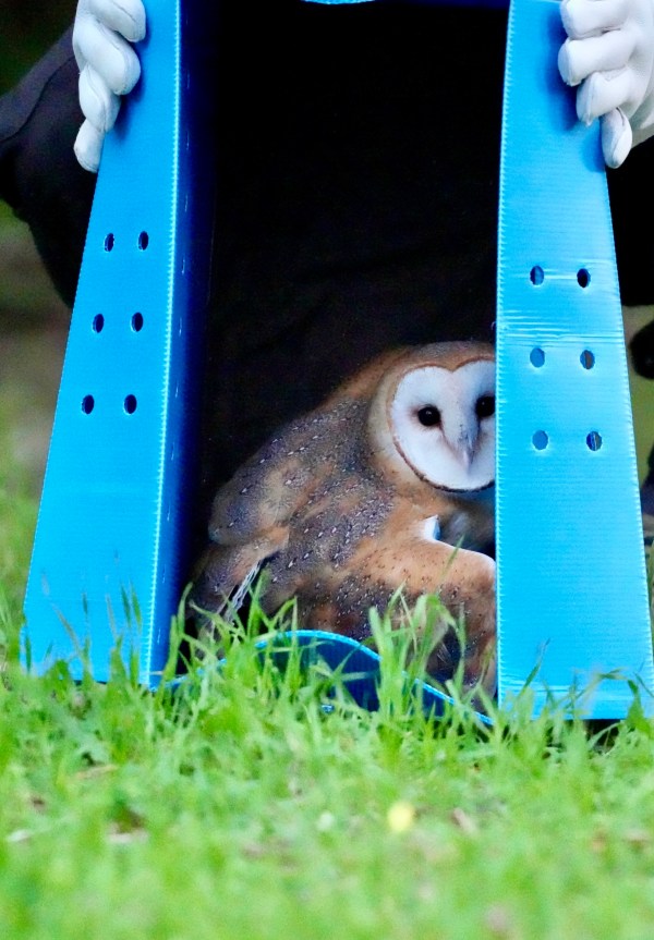Owl's Well That Ends Well: Rescued Barn Owl Returned to Wilds of Goleta ...