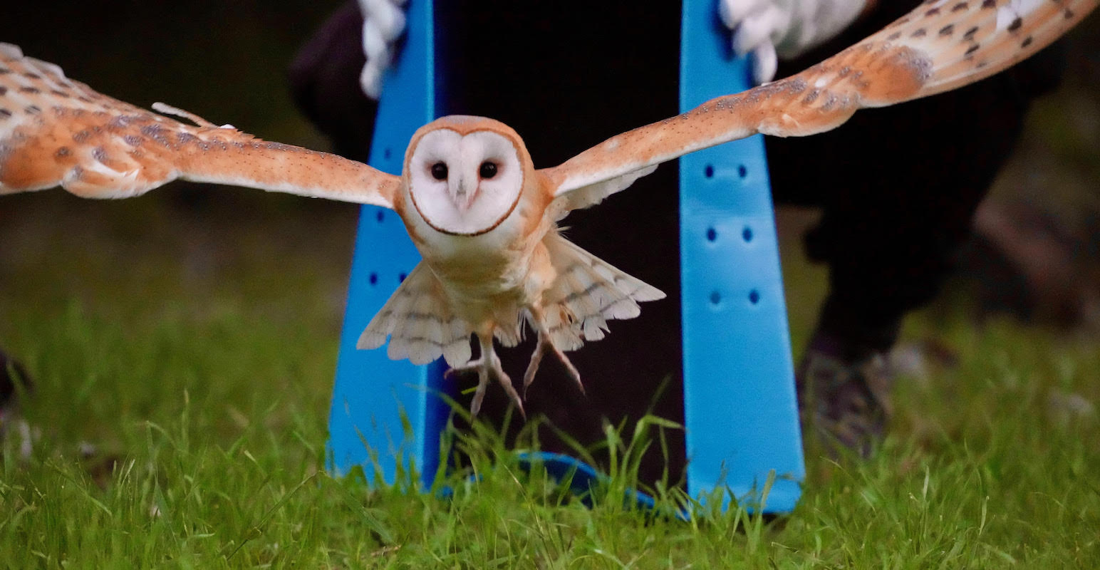Owl's Well That Ends Well: Rescued Barn Owl Returned to Wilds of Goleta ...