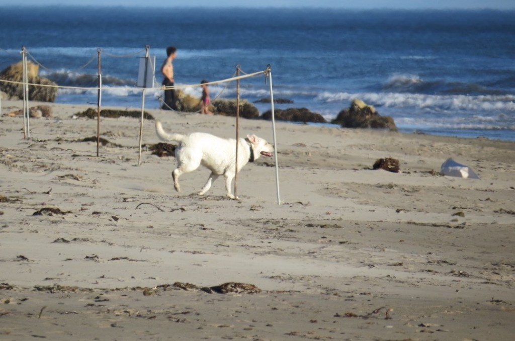 Dogs Banned from Isla Vista Beach to Protect Threatened Snowy Plovers ...