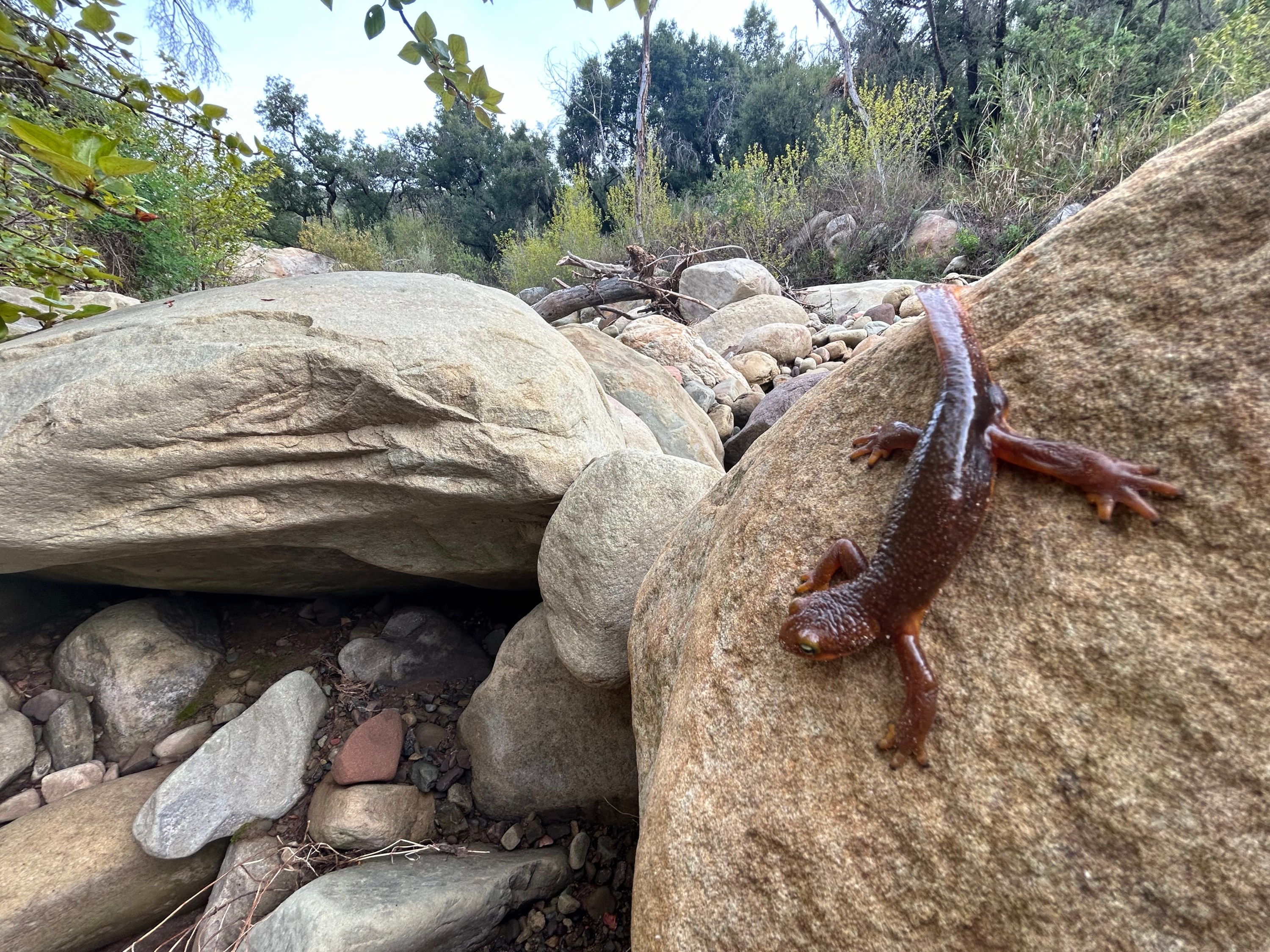 Newtified - The Santa Barbara Independent