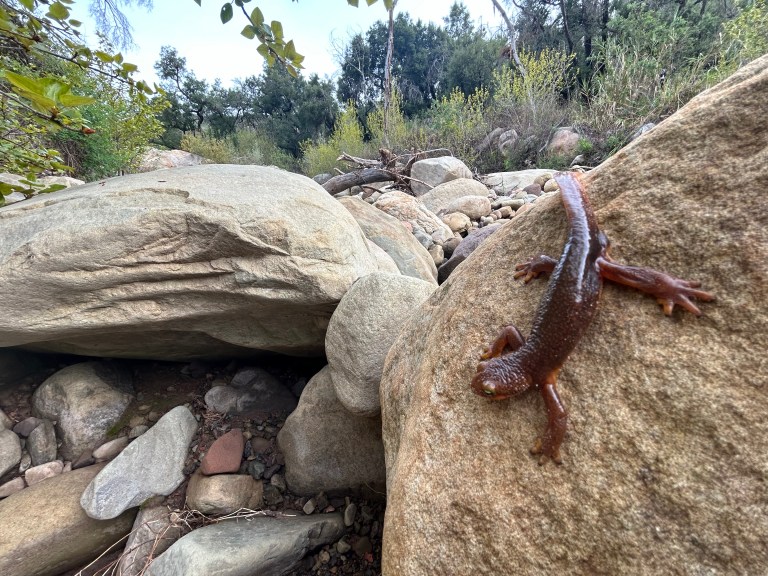 Newtified - The Santa Barbara Independent