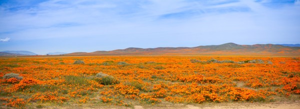 The Flowers That Bloom in the Spring - The Santa Barbara Independent