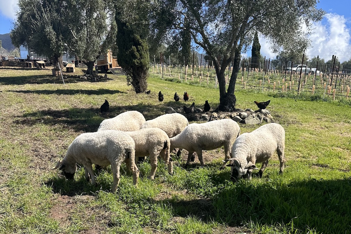 Farm Tour Gold at Wanderment Farms - The Santa Barbara Independent