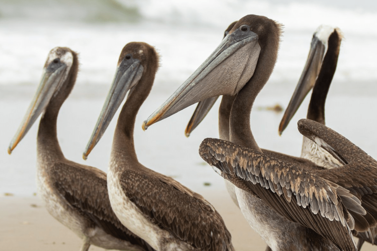 Sick Brown Pelican Numbers Shoot Upward - The Santa Barbara Independent