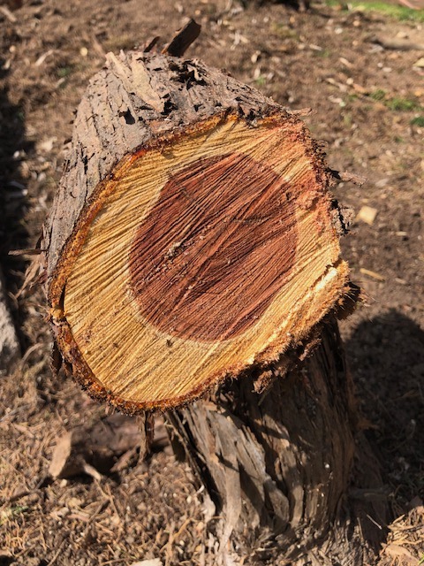 An Ode to Eight Juniper Trees - The Santa Barbara Independent