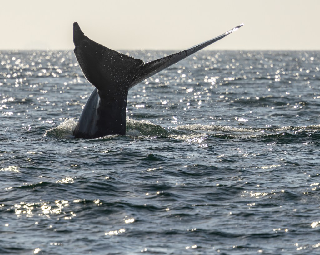 Island Packers Summer Schedule to Include Summer Whale Watching and ...