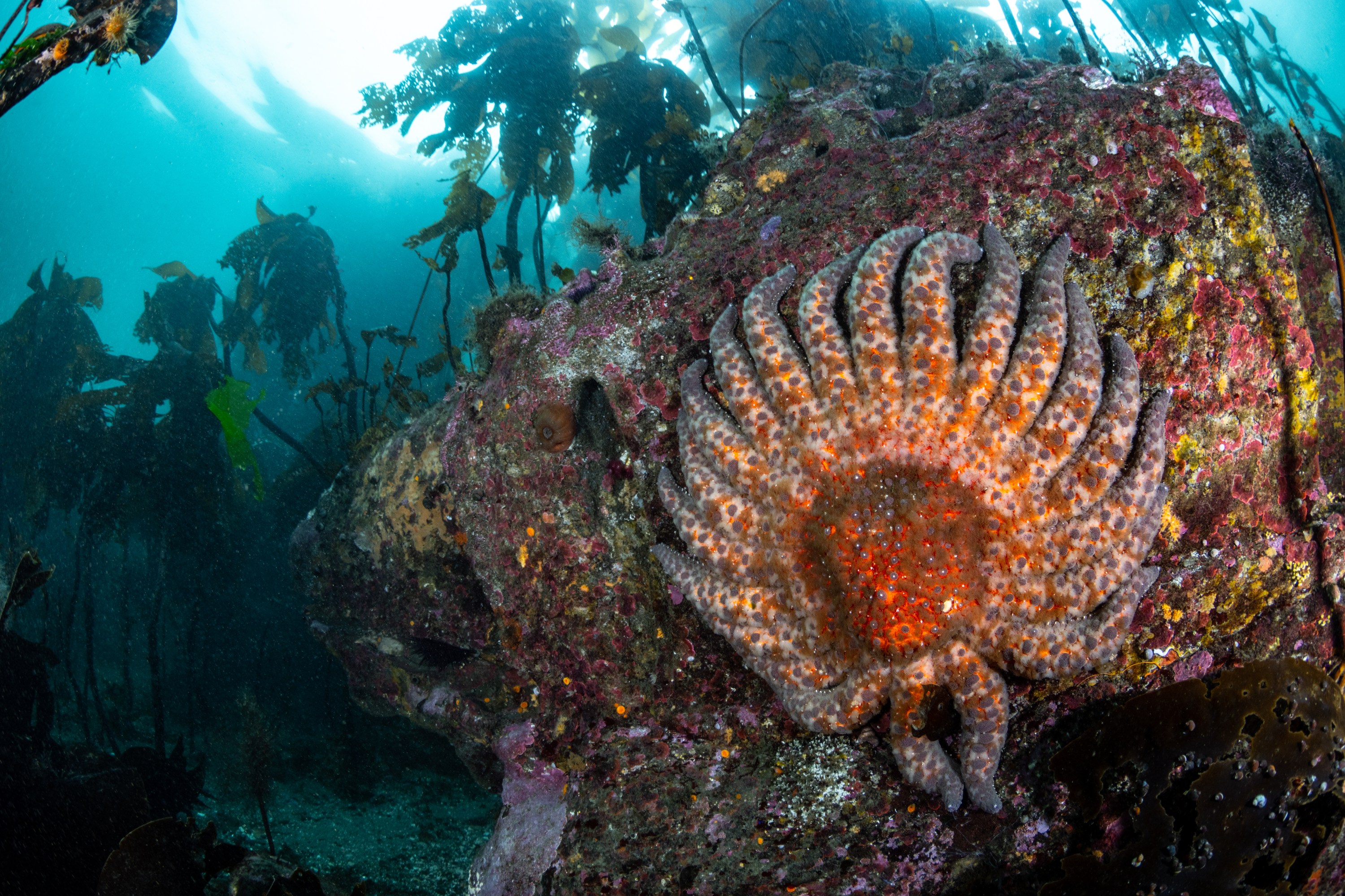 How Sunflower Stars Can Save California’s Vanishing Kelp Forests - The ...