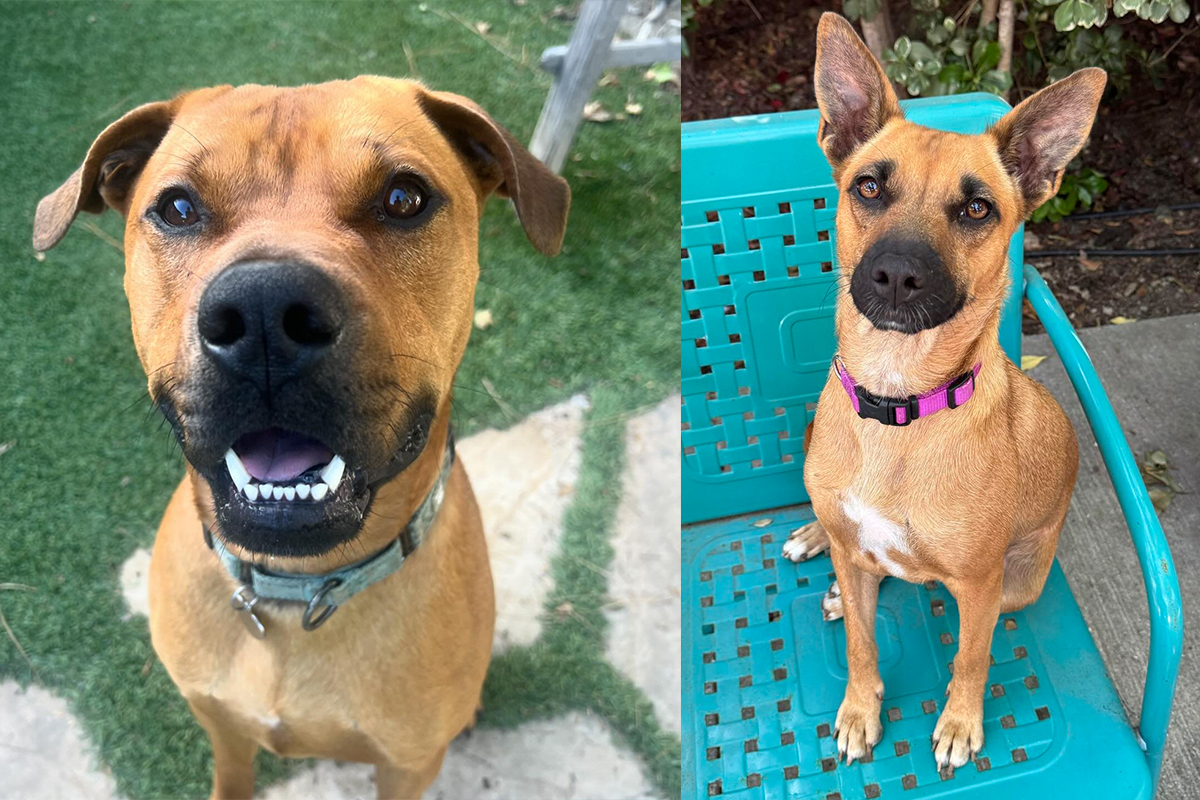 Bandit and Lacey - The Santa Barbara Independent