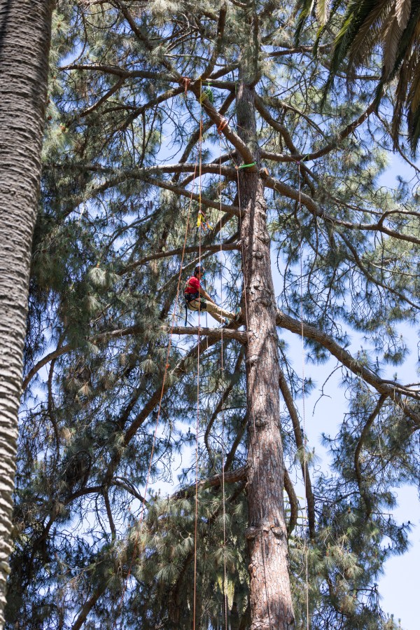 Tree-Hugging Their Way to the Top - The Santa Barbara Independent