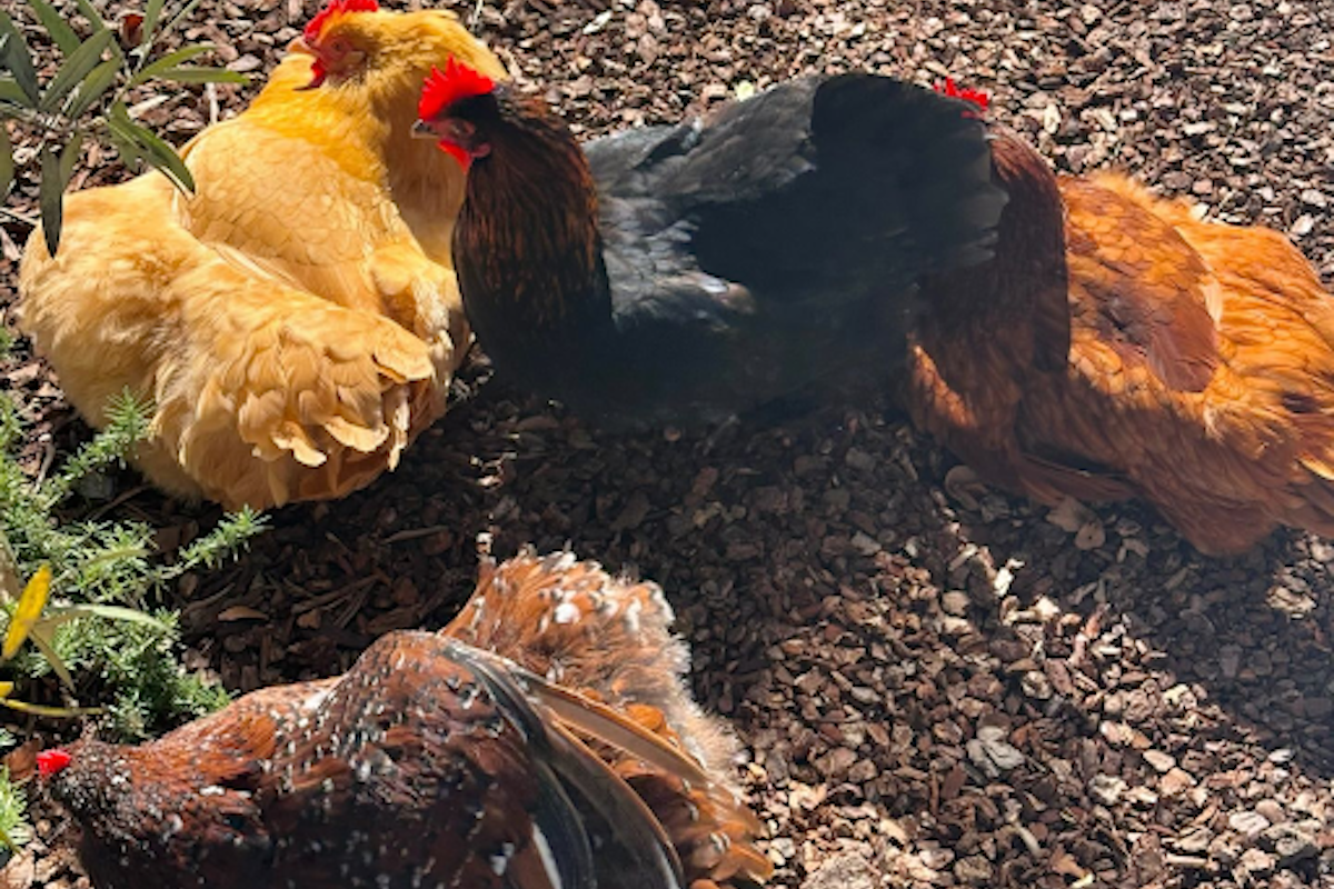 Teen Boy Arrested for Allegedly Killing Chickens at Isla Vista Church ...