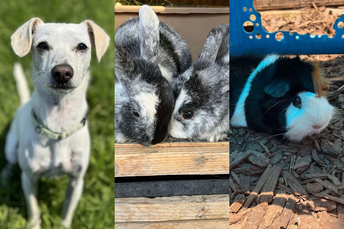 Cody, Howard and Leonard, and Peaches - The Santa Barbara Independent