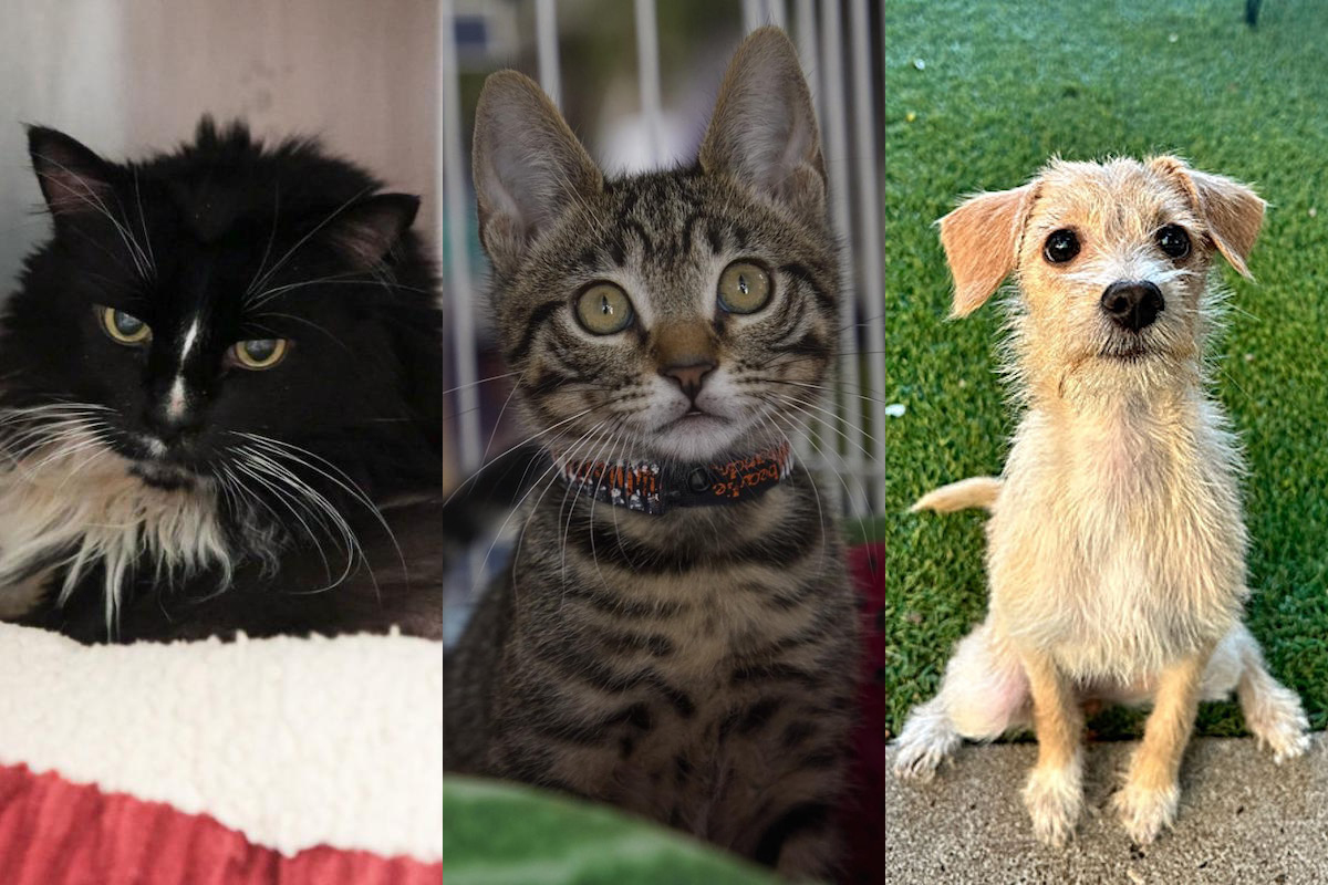 Pepe, Tiger and Maisie - The Santa Barbara Independent