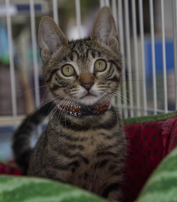 Pepe, Tiger and Maisie - The Santa Barbara Independent