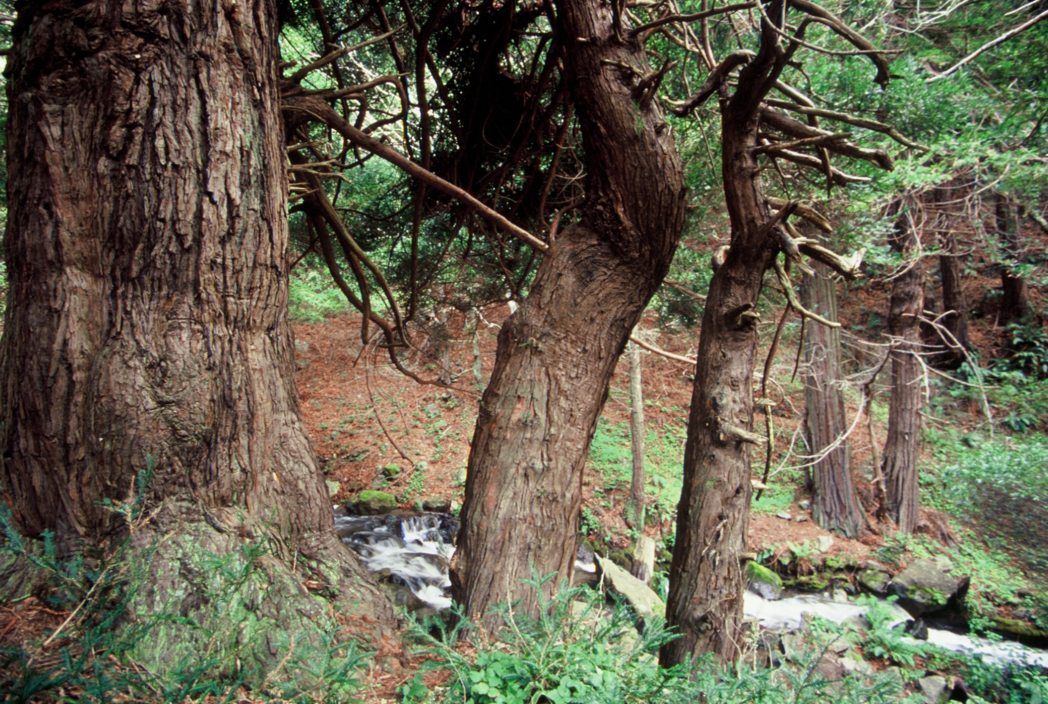 Hugging the Big Sur Coast - The Santa Barbara Independent