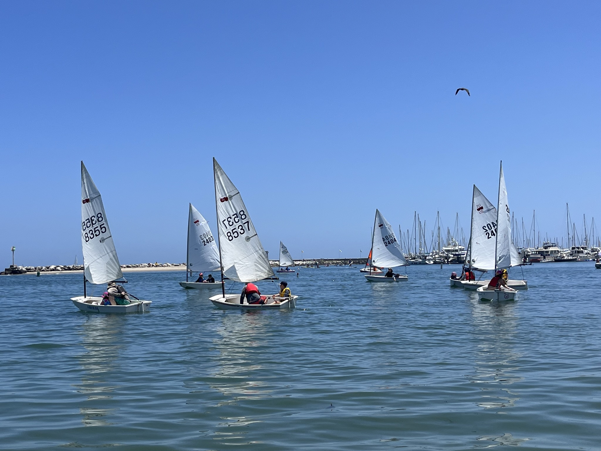 Santa Barbara Sea Shell Sailing Association Holds 40th Annual Sips and ...