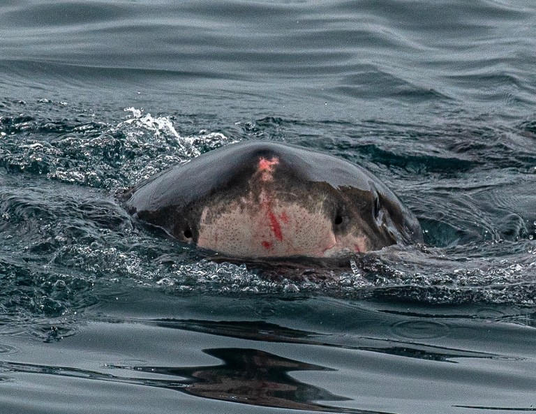 ‘Huge’ Great White Shark Spotted Eating Elephant Seal in Santa Barbara ...