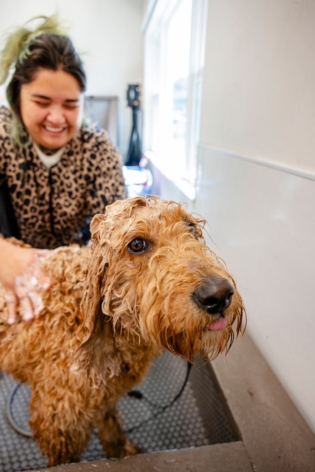 Have a Treat! Dog Grooming Comes to The Dirty Dog - The Santa Barbara ...