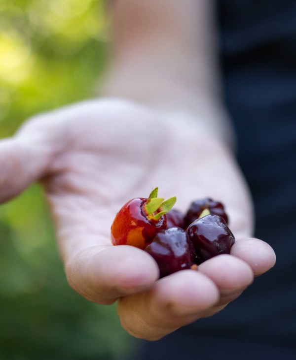 Kevin Reimer Is Santa Barbara’s Rare Fruit Man - The Santa Barbara ...