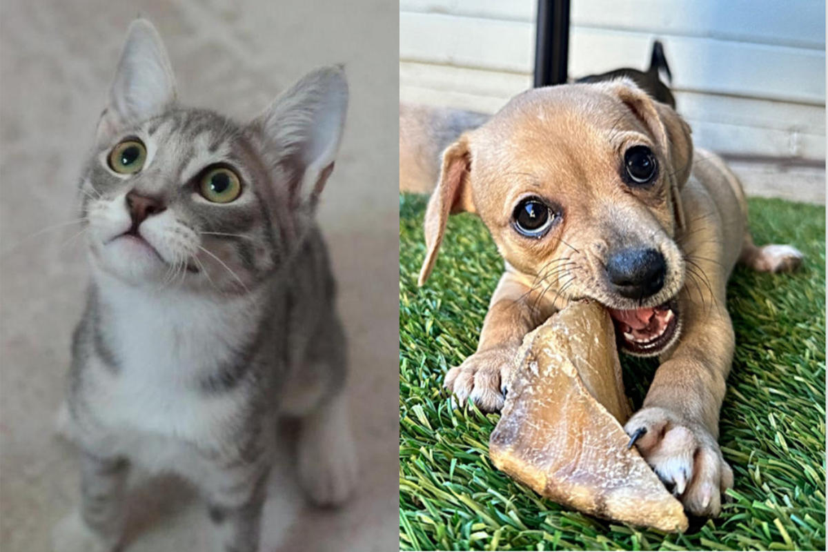 Monet and Olive - The Santa Barbara Independent