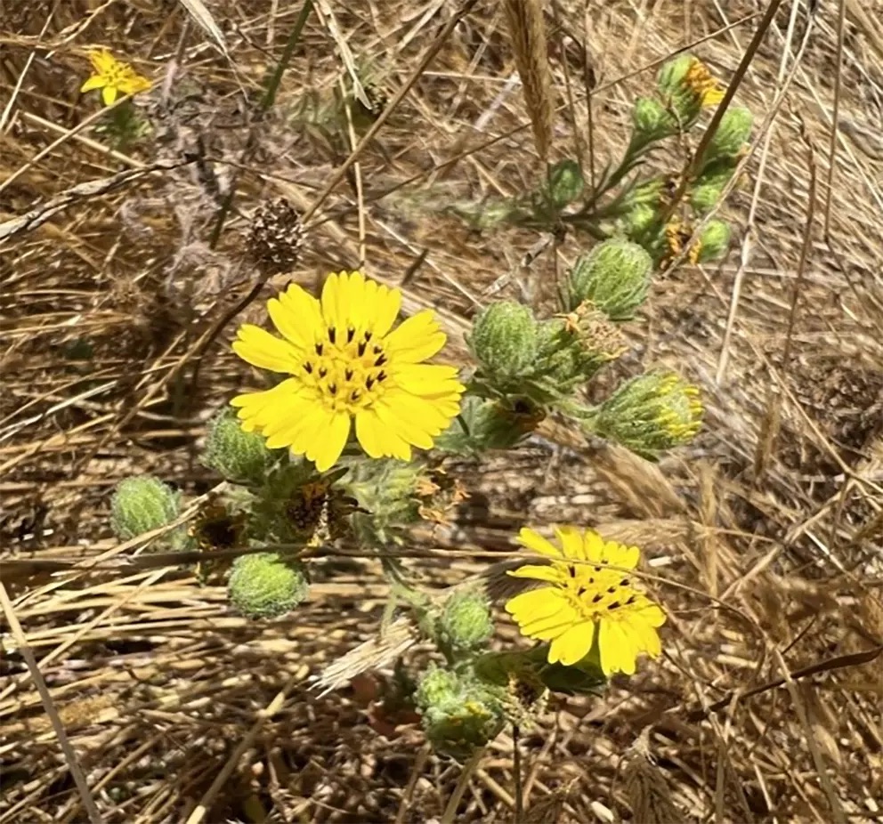 Santa Barbara Farming Family Dedicates Lands to Support Recovery of ...