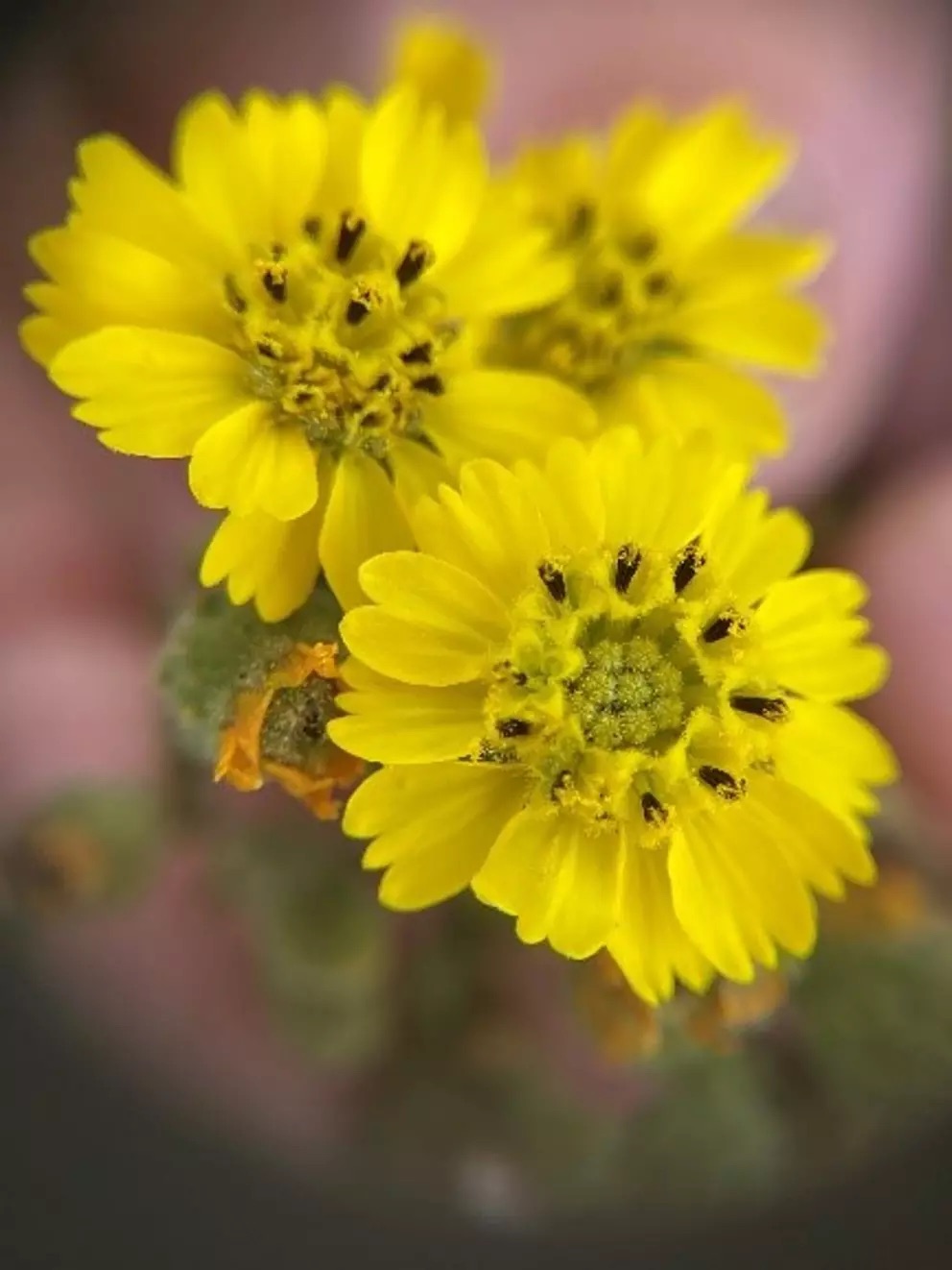 Santa Barbara Farming Family Dedicates Lands to Support Recovery of ...