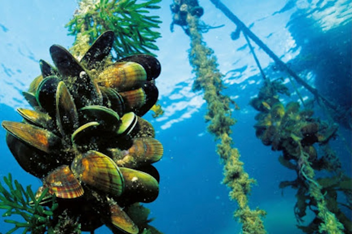 NOAA Seeks Public Input on Eight Potential Sites for Fish Farms in ...