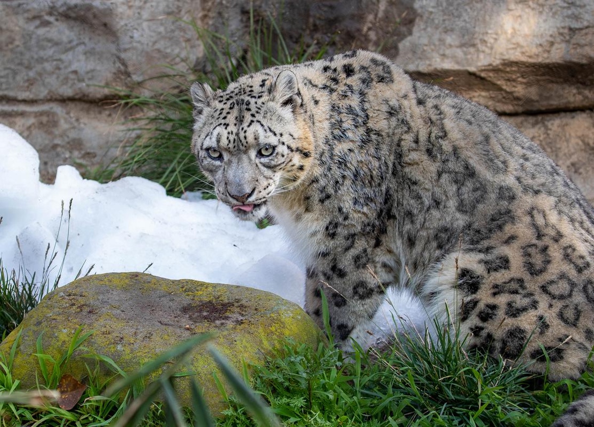 It’s Snowing at the Santa Barbara Zoo! - The Santa Barbara Independent