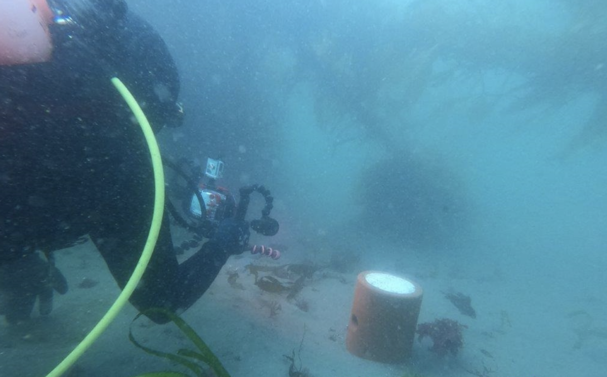 Underwater Octo-Condos Offer Beacon of Hope for Goleta Kelp Beds - The ...