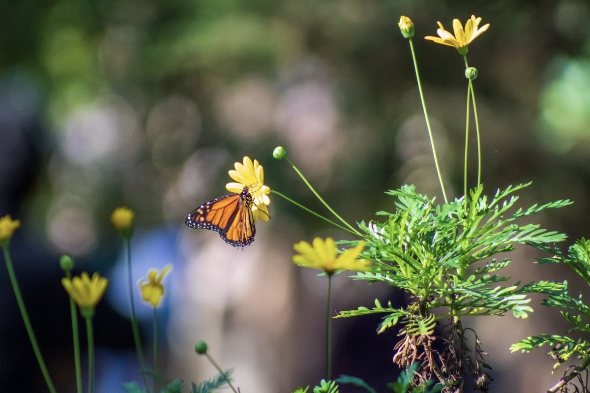 Monarch Count Shows Another Sharp Decline - The Santa Barbara Independent